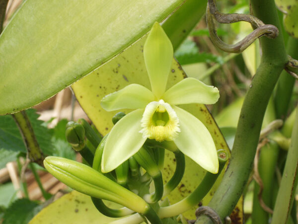 Vanilj från Tahiti och Madagaskar | Werners Gourmetservice